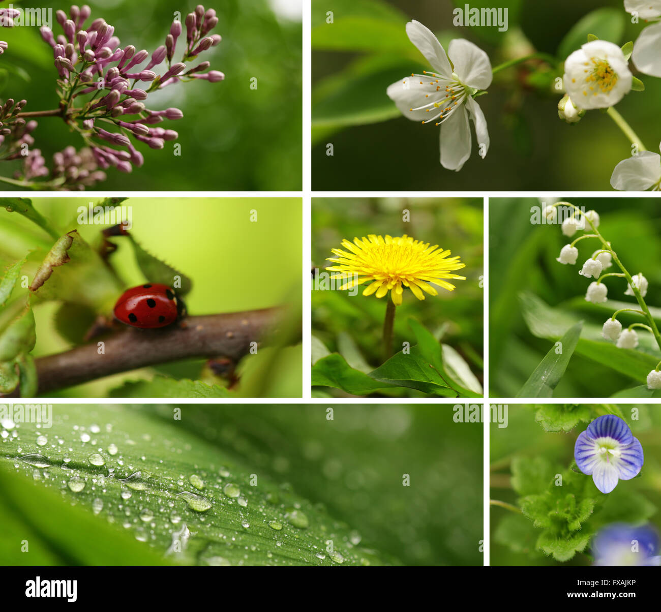 collage springtime (flowering trees and wild flowers Stock Photo - Alamy