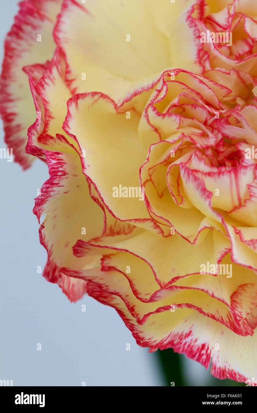 Artistic carnation hi-res stock photography and images - Alamy