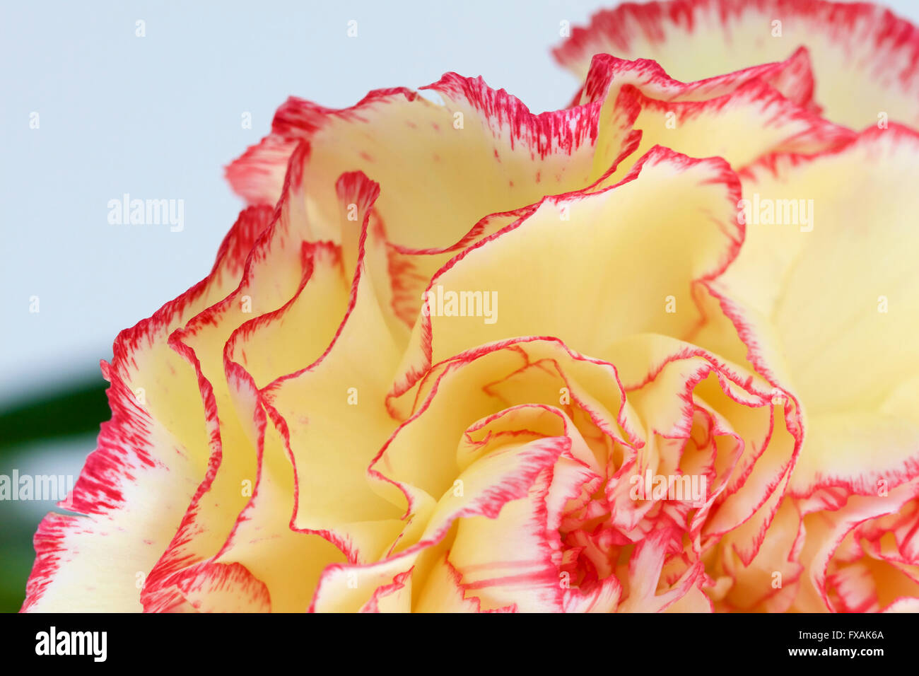 Pink and yellow carnation as a macro view Stock Photo - Alamy