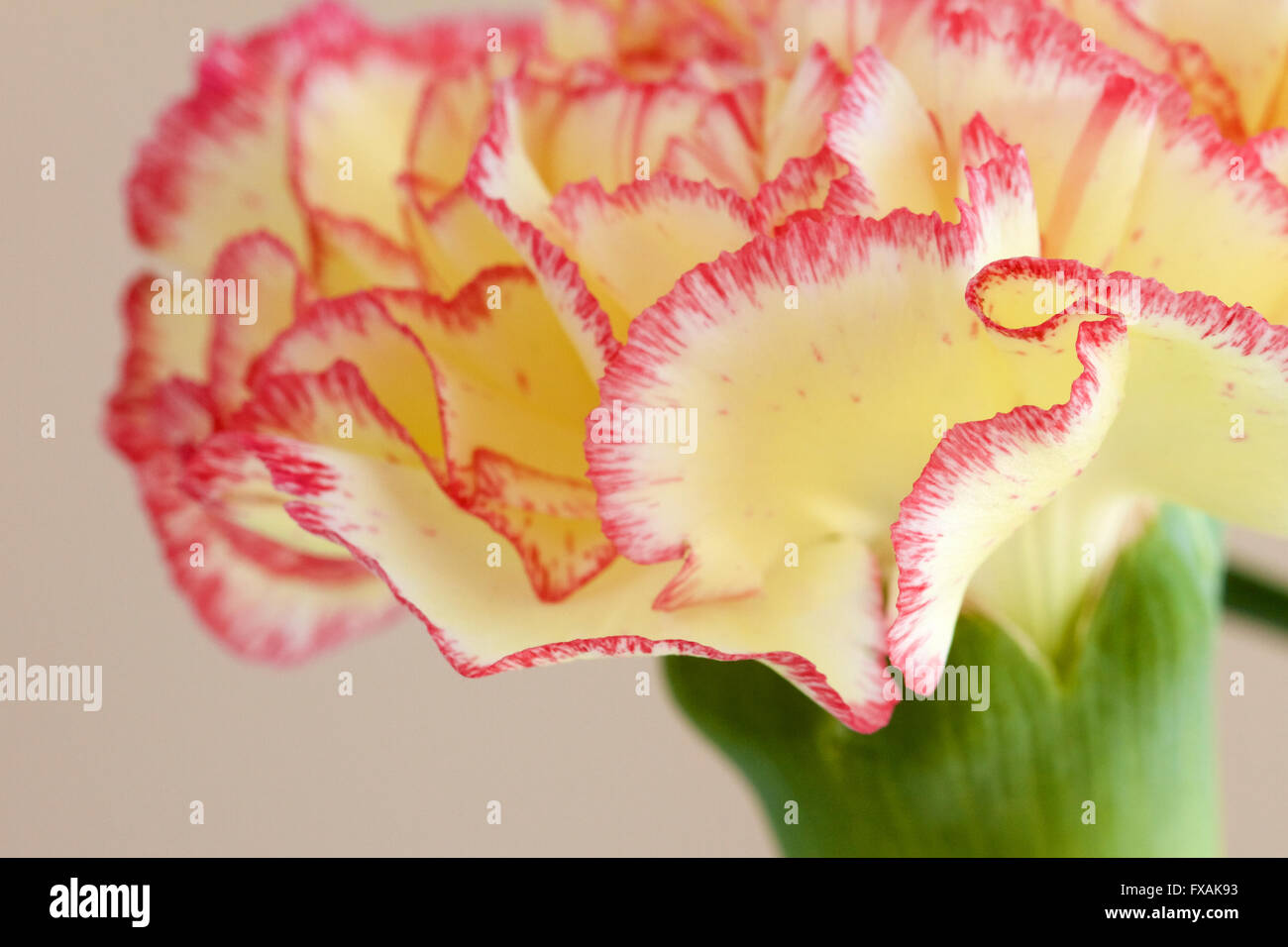 Pink and yellow carnation as a macro view Stock Photo - Alamy