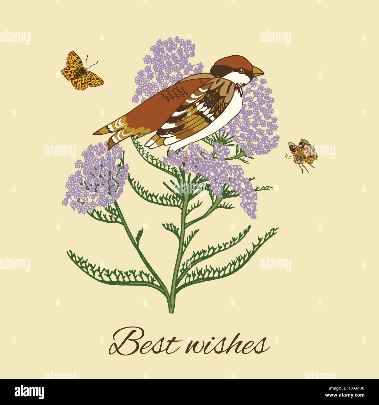 Achillea flower Stock Vector Images - Alamy