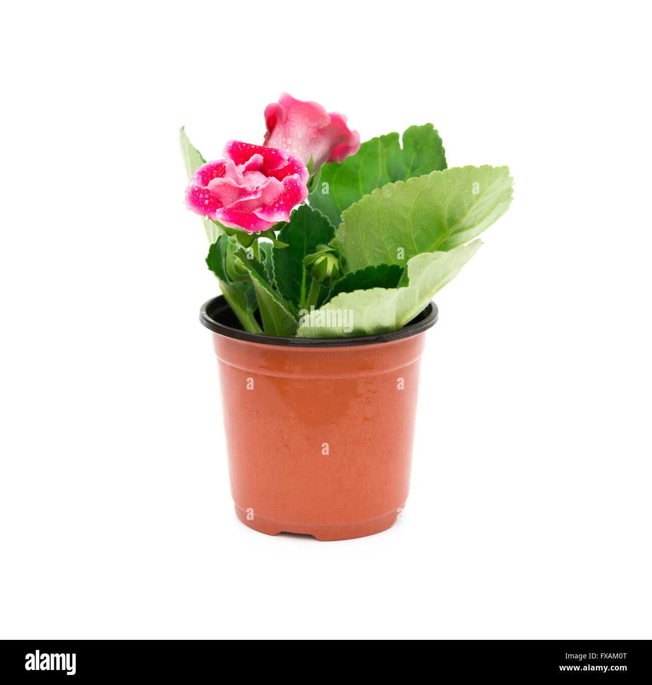 Sinningia hi-res stock photography and images - Alamy