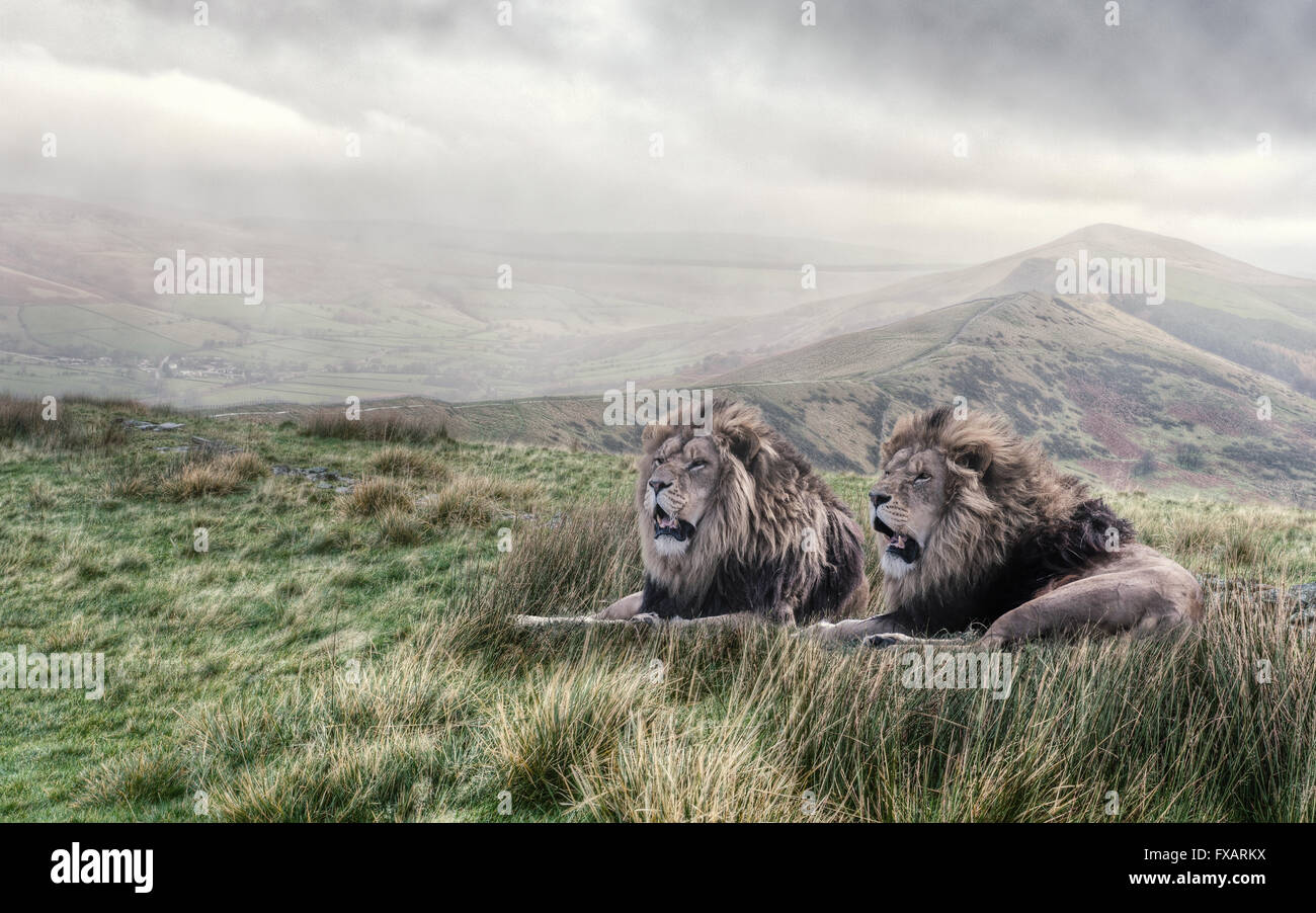 Composite lion hi-res stock photography and images - Alamy