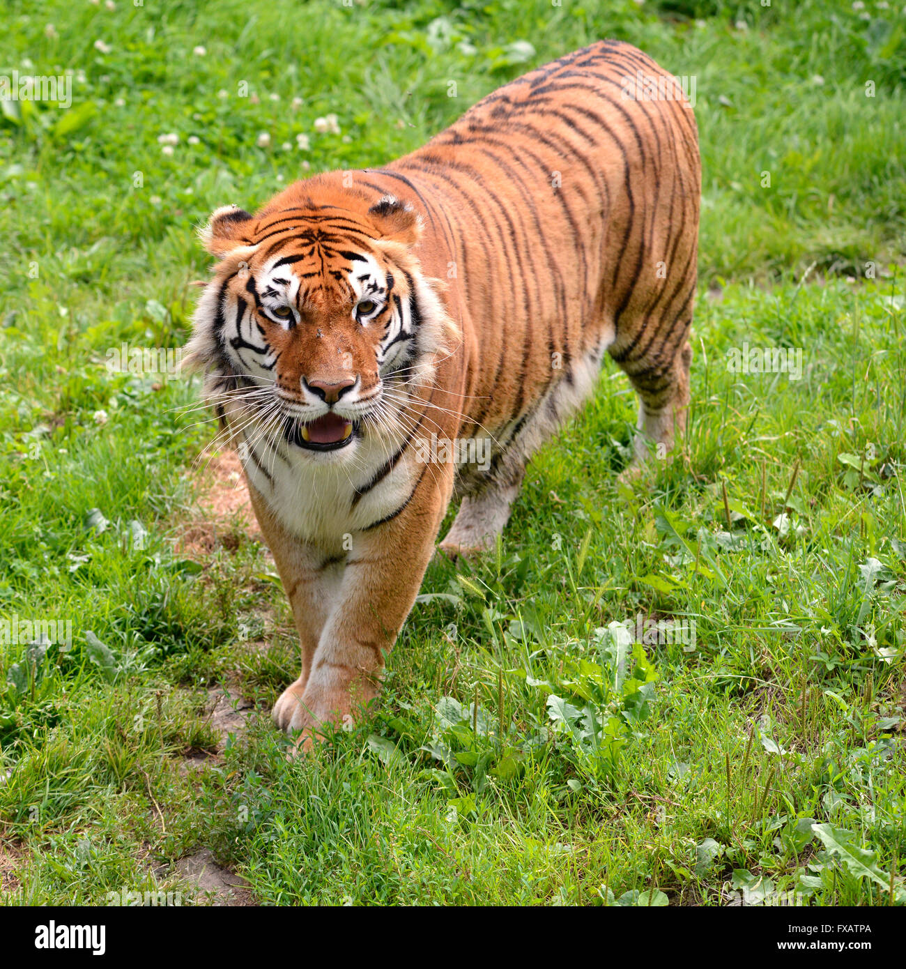 Closeup of tiger (Panthera tigris) on grass seen from above Stock Photo ...