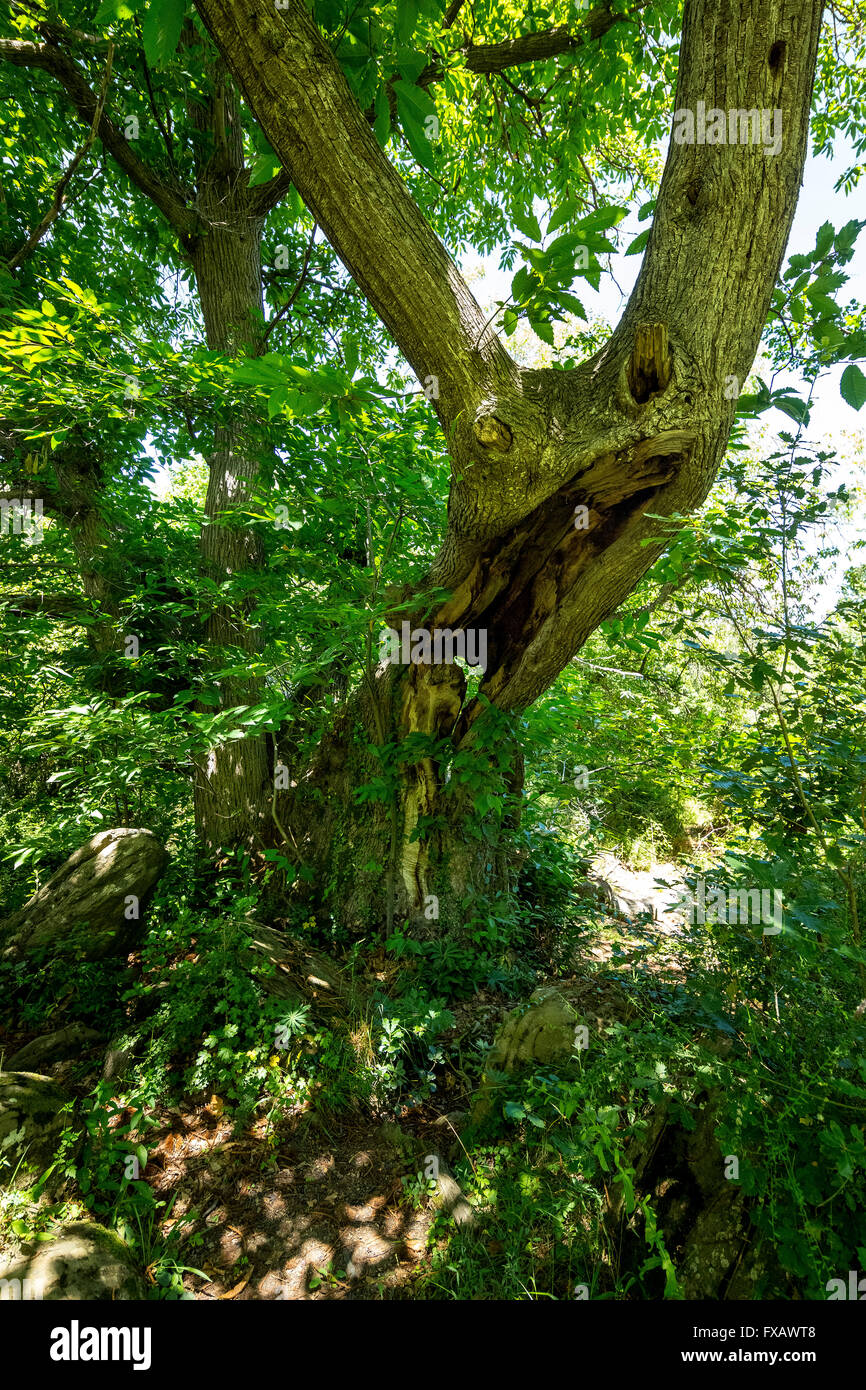 Chestnut at tree hi-res stock photography and images - Alamy