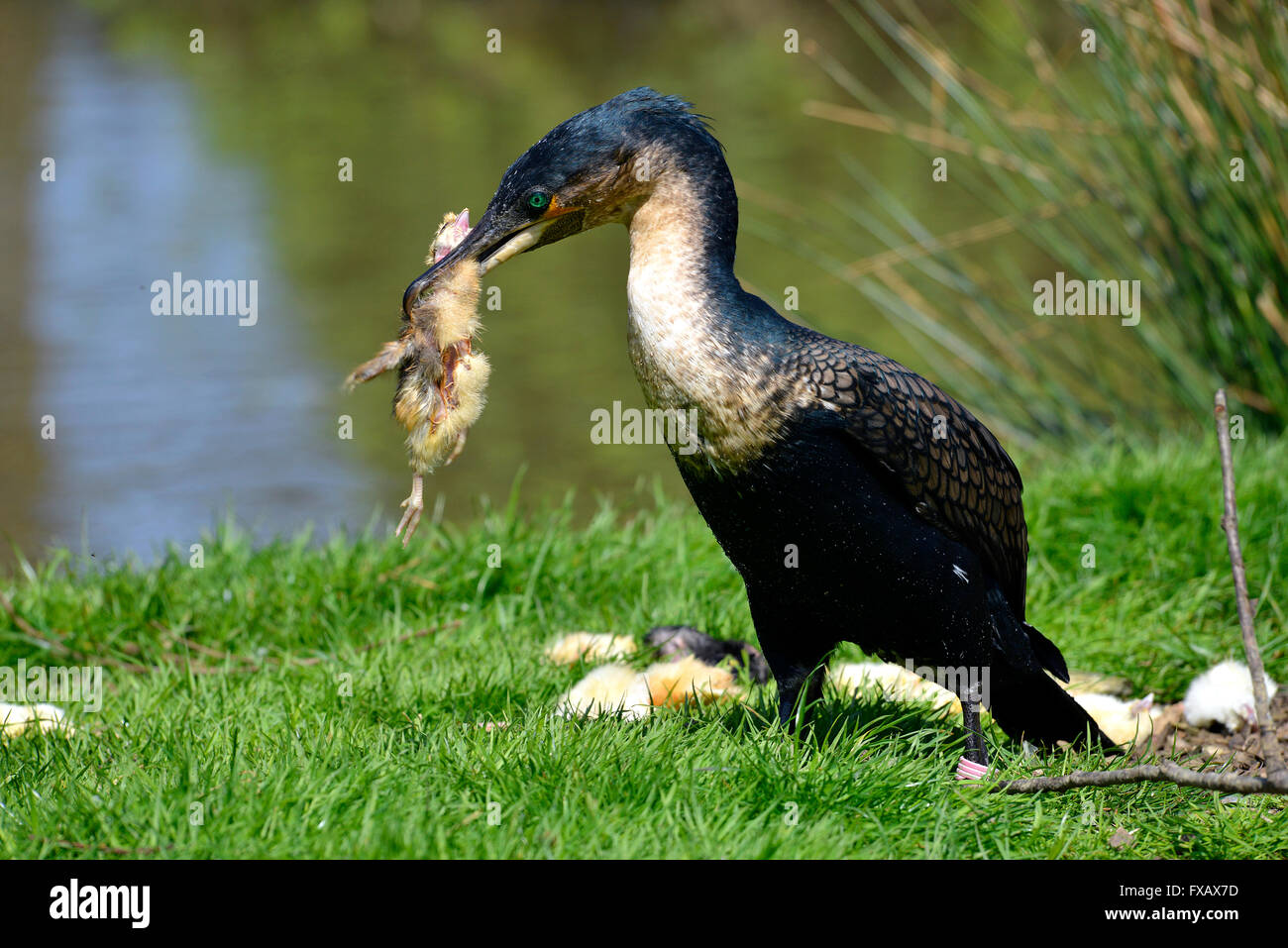 White-breasted Cormorant (Phalacrocorax lucidus) on grass eating chick ...