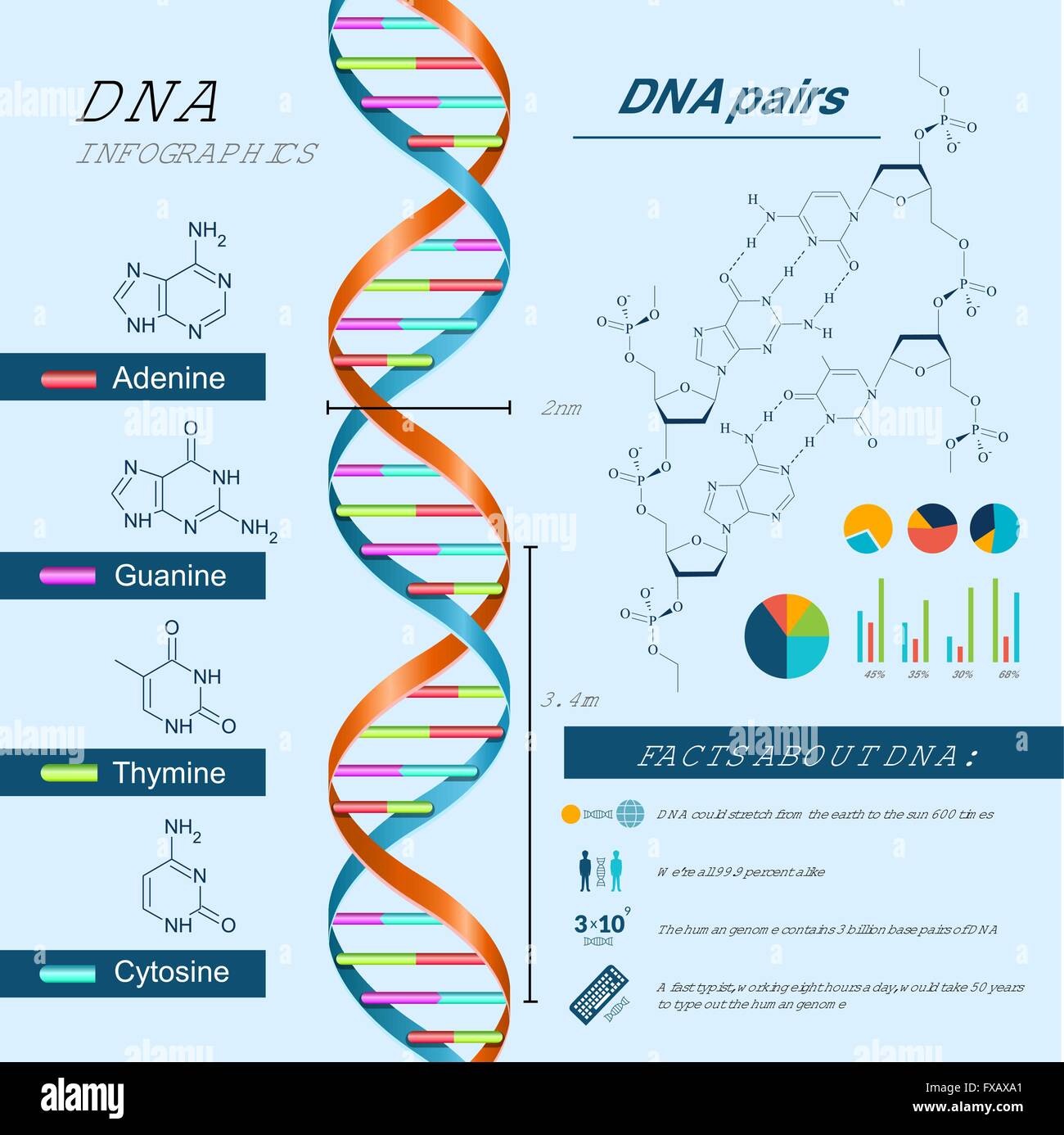 Dna Infographics Set Stock Vector Image & Art - Alamy