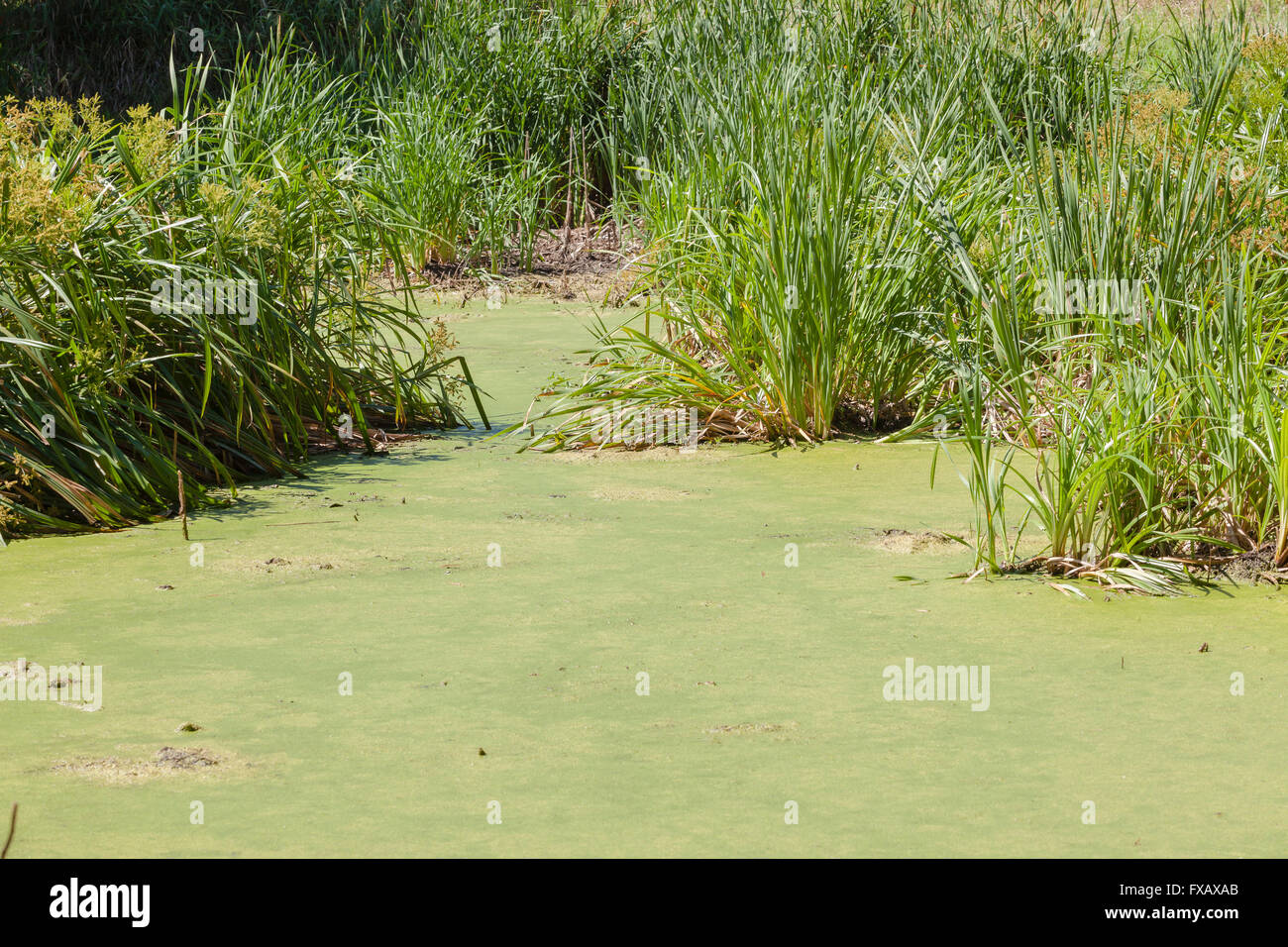 Swamp Algae High Resolution Stock Photography and Images - Alamy