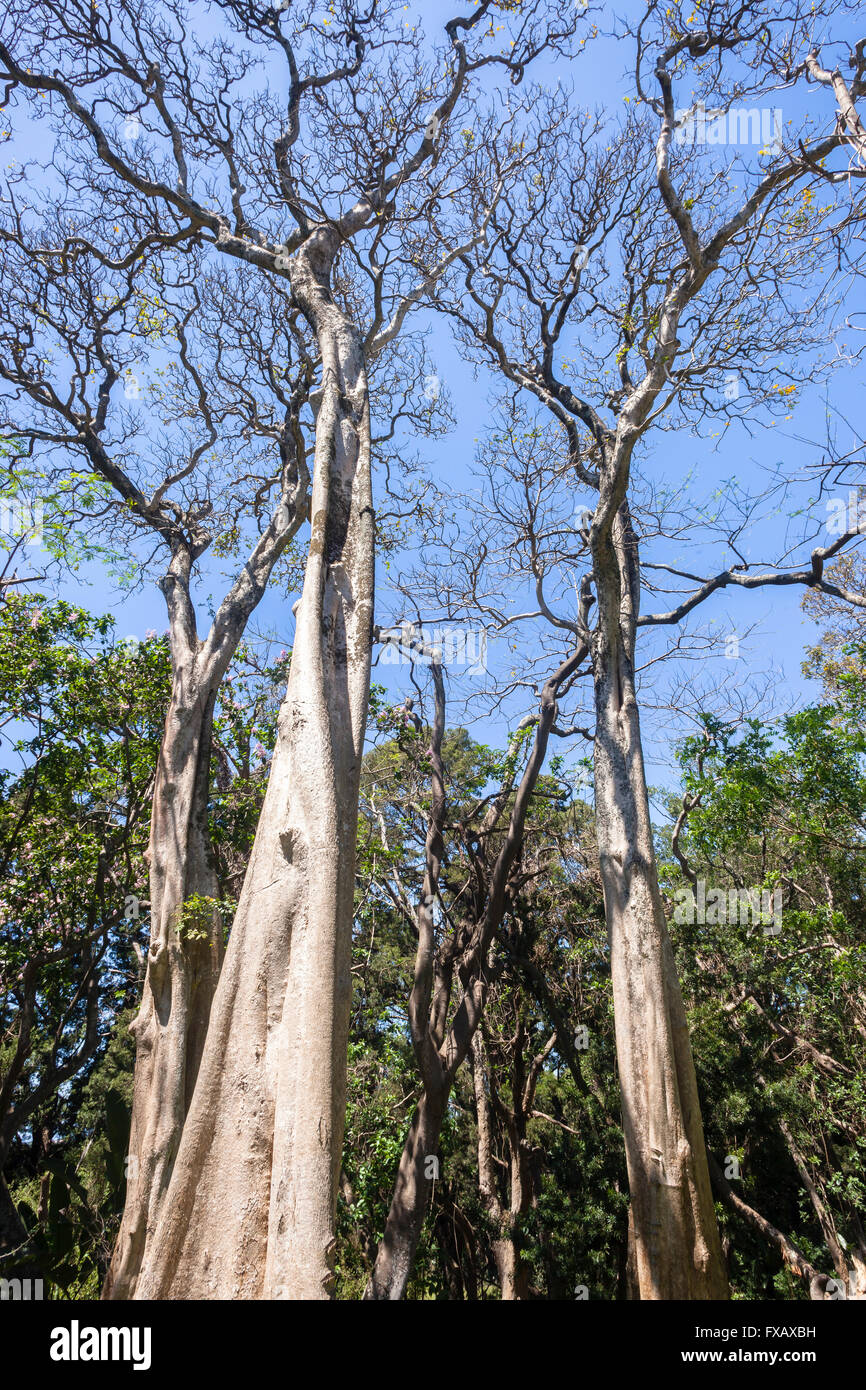 Trees tall indigenous yellow-wood into blue sky closeup photo Stock ...