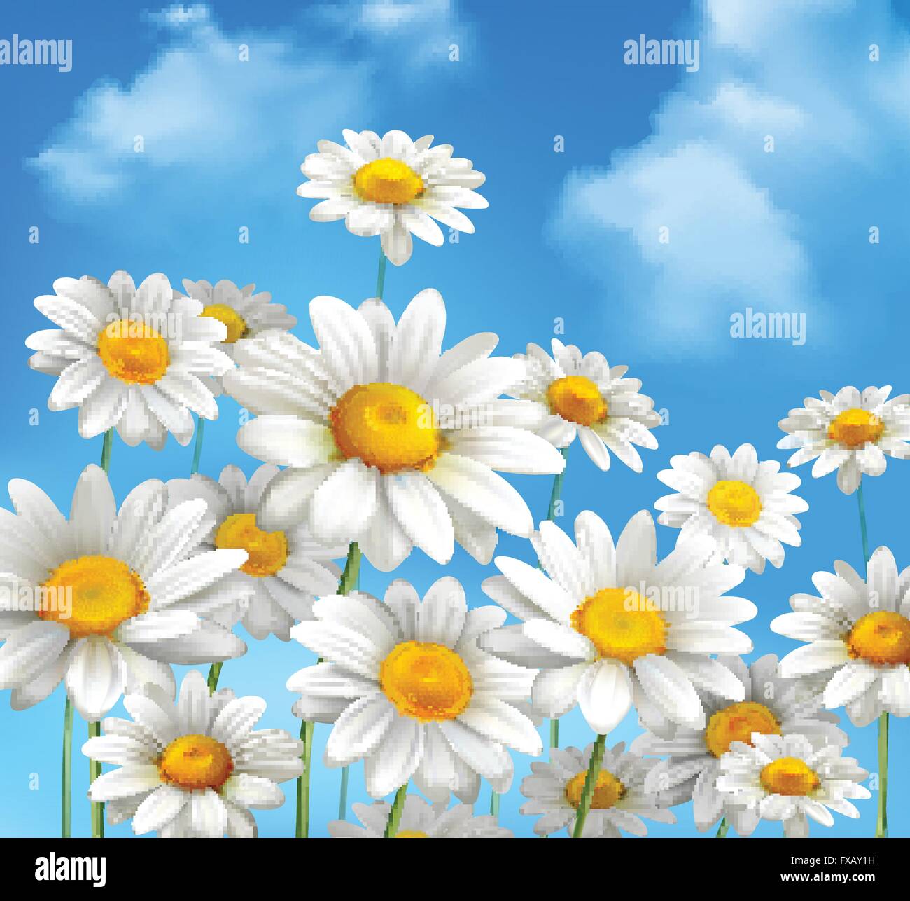 Beautiful field daisies on Stock Vector Images - Alamy