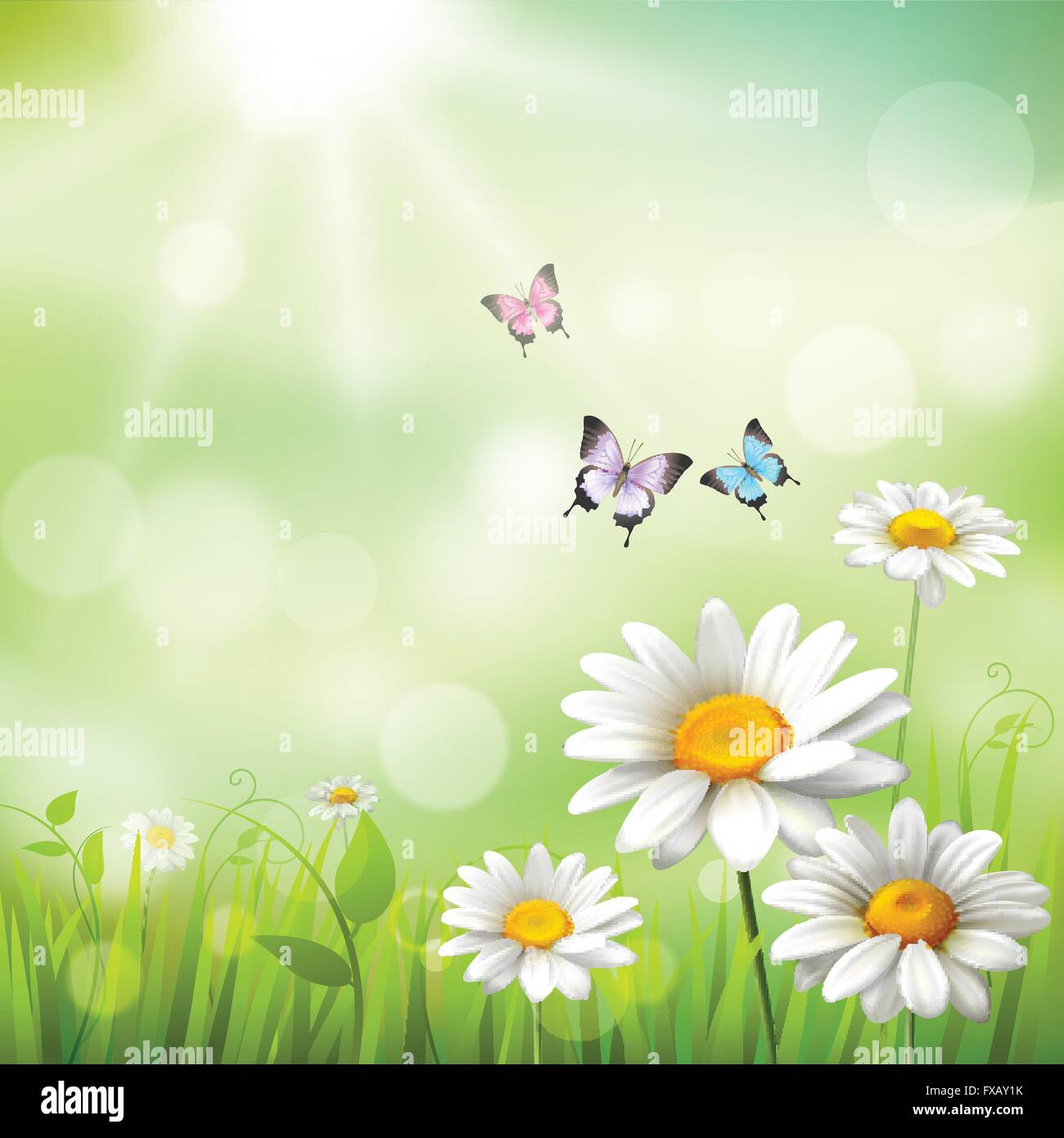 Daisies Summer Background Stock Vector Image & Art - Alamy