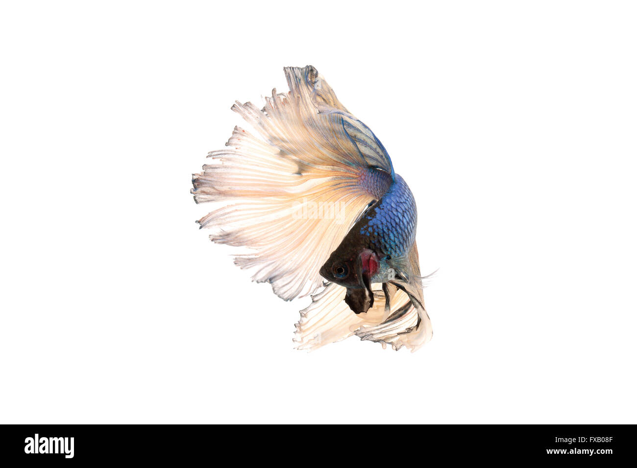 Siamese fighting fish betta splendens hi-res stock photography and ...