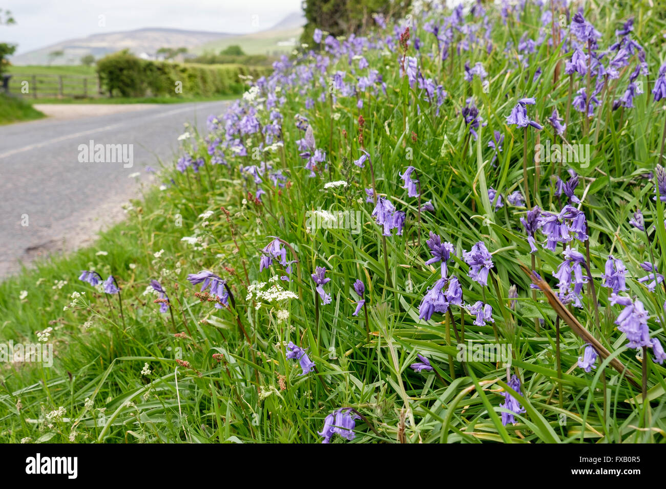 Roadside grass verge with flowering Bluebells growing beside a country ...