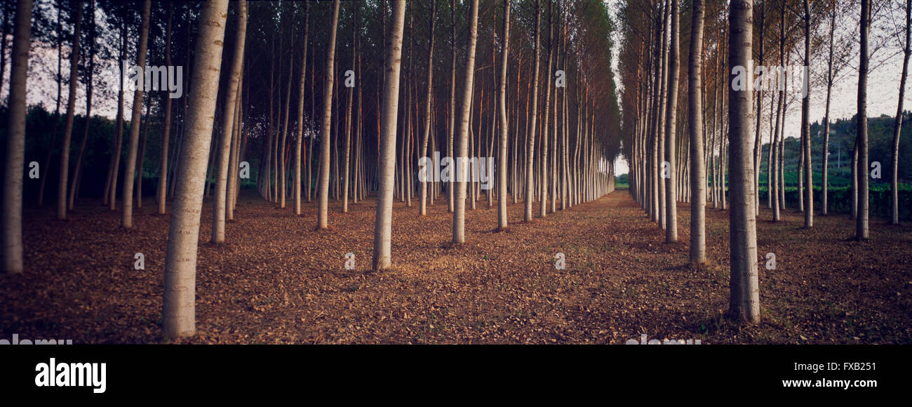 Panoramic landscape at Ghizzano in the Alta Valdera parkland in Pisa ...