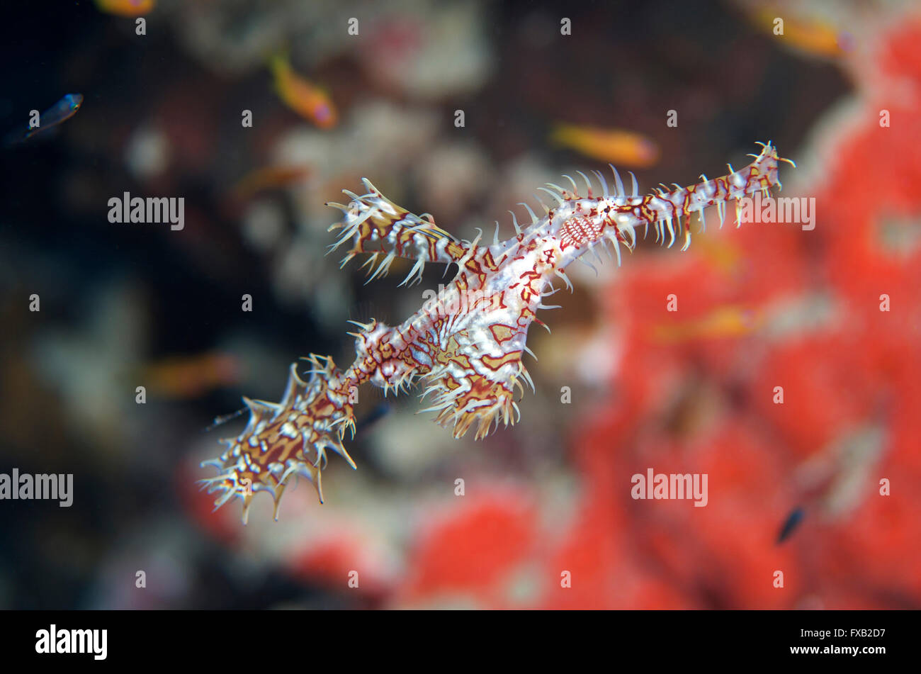 Ghostpipefish in the Red Sea Stock Photo - Alamy