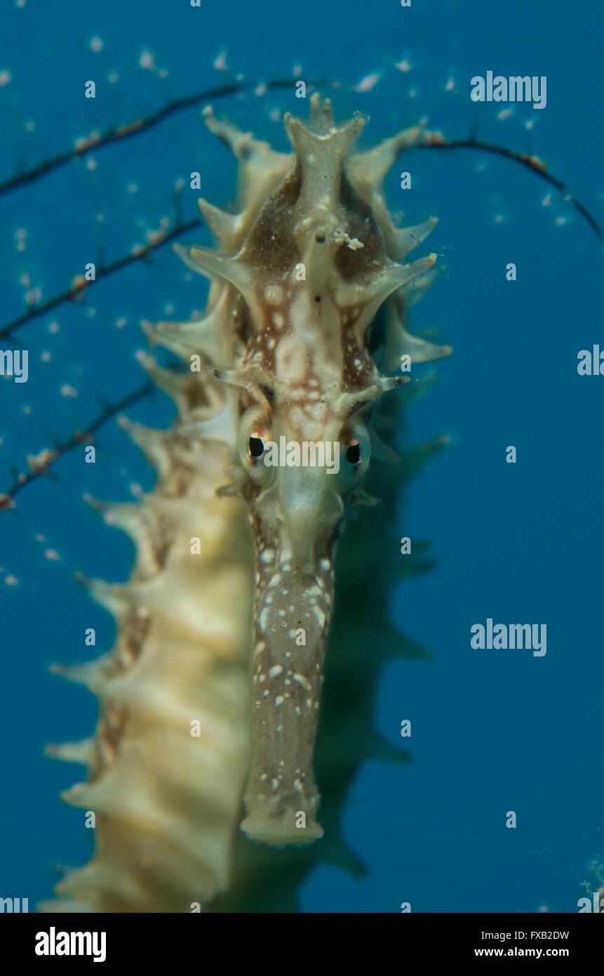 Seahorse head upfront Stock Photo - Alamy