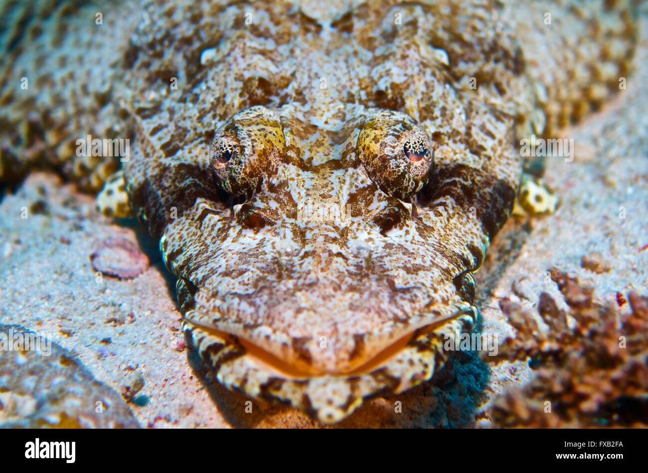 Camouflage fish hi-res stock photography and images - Alamy