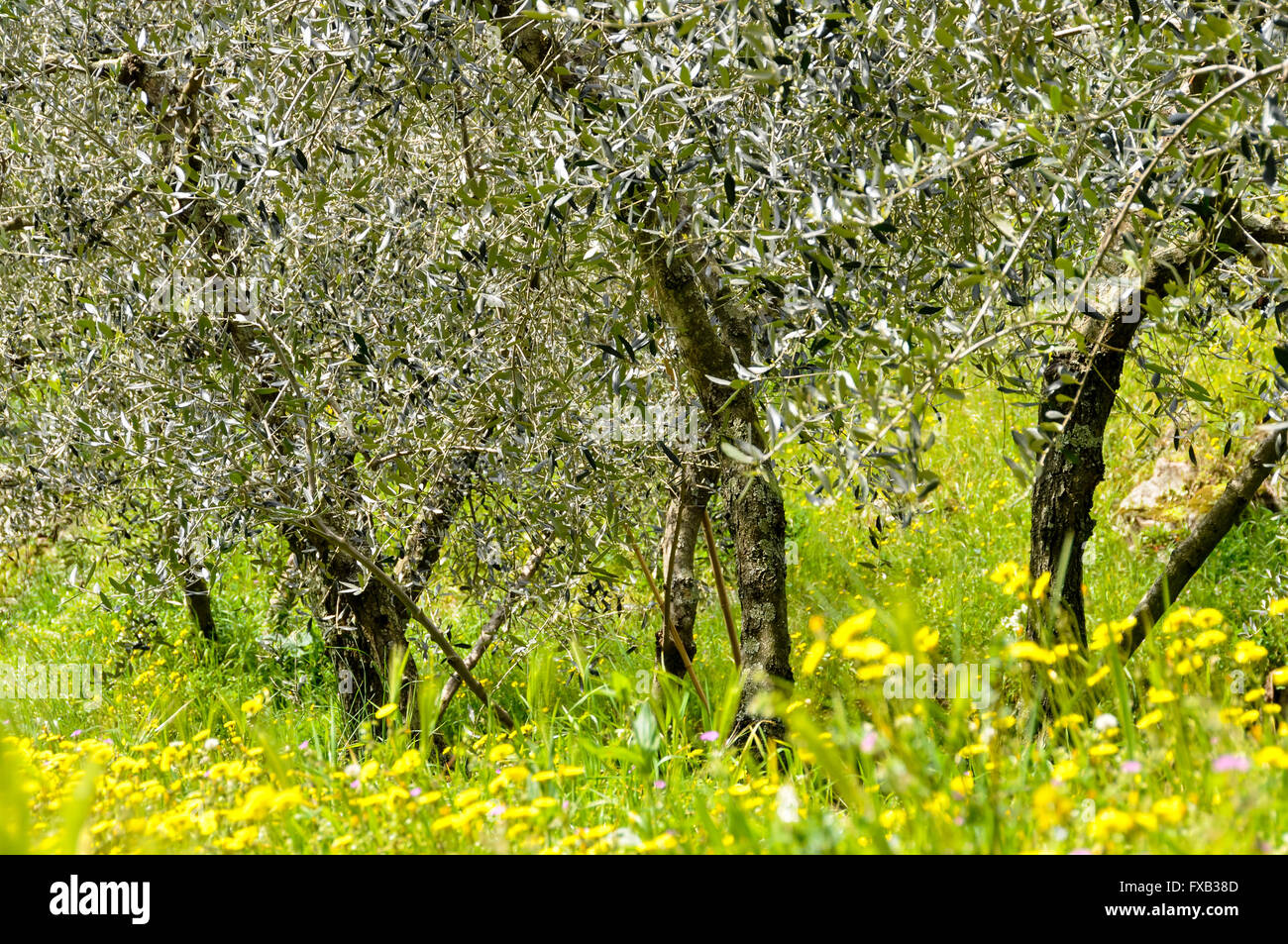 Olive trees in spring, Italy Stock Photo - Alamy