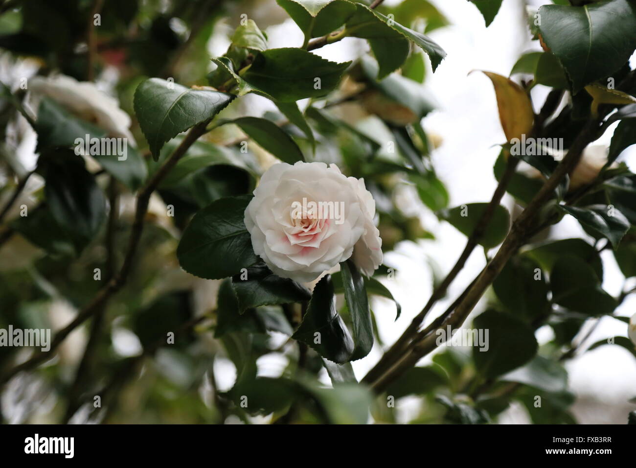 Rare rose with gradient colors Stock Photo - Alamy