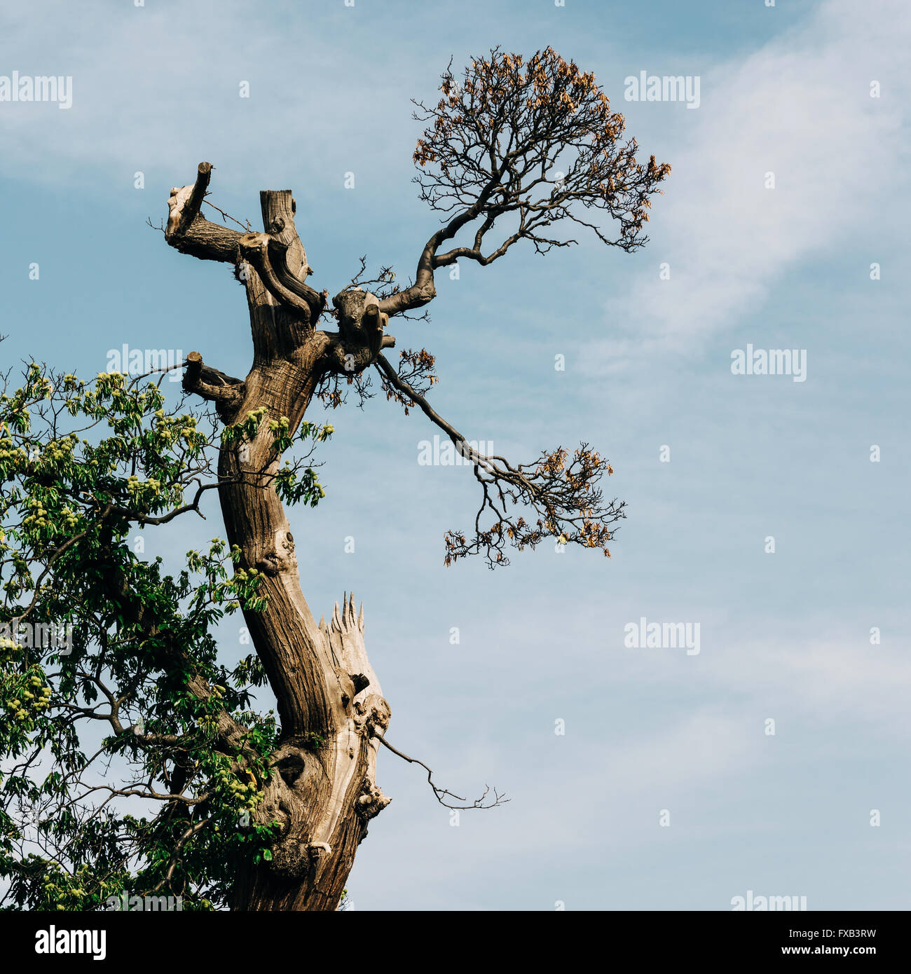 Old tree detail and sky background Stock Photo - Alamy