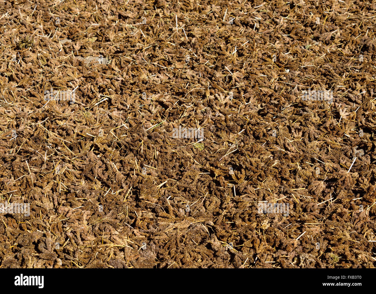 Millet drying in the sun in Nepal Stock Photo - Alamy