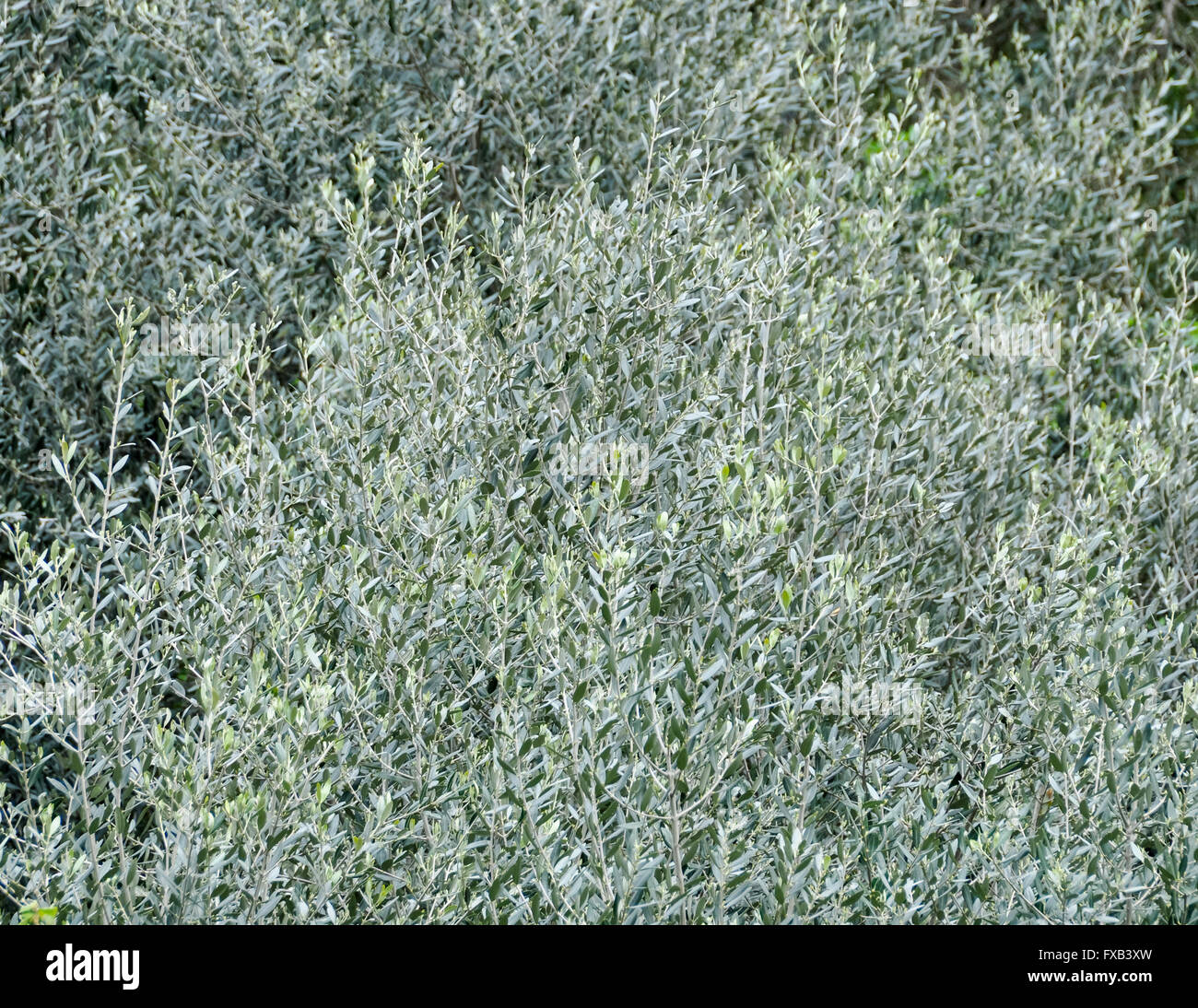 Olive tree foliage in spring, Italy Stock Photo - Alamy