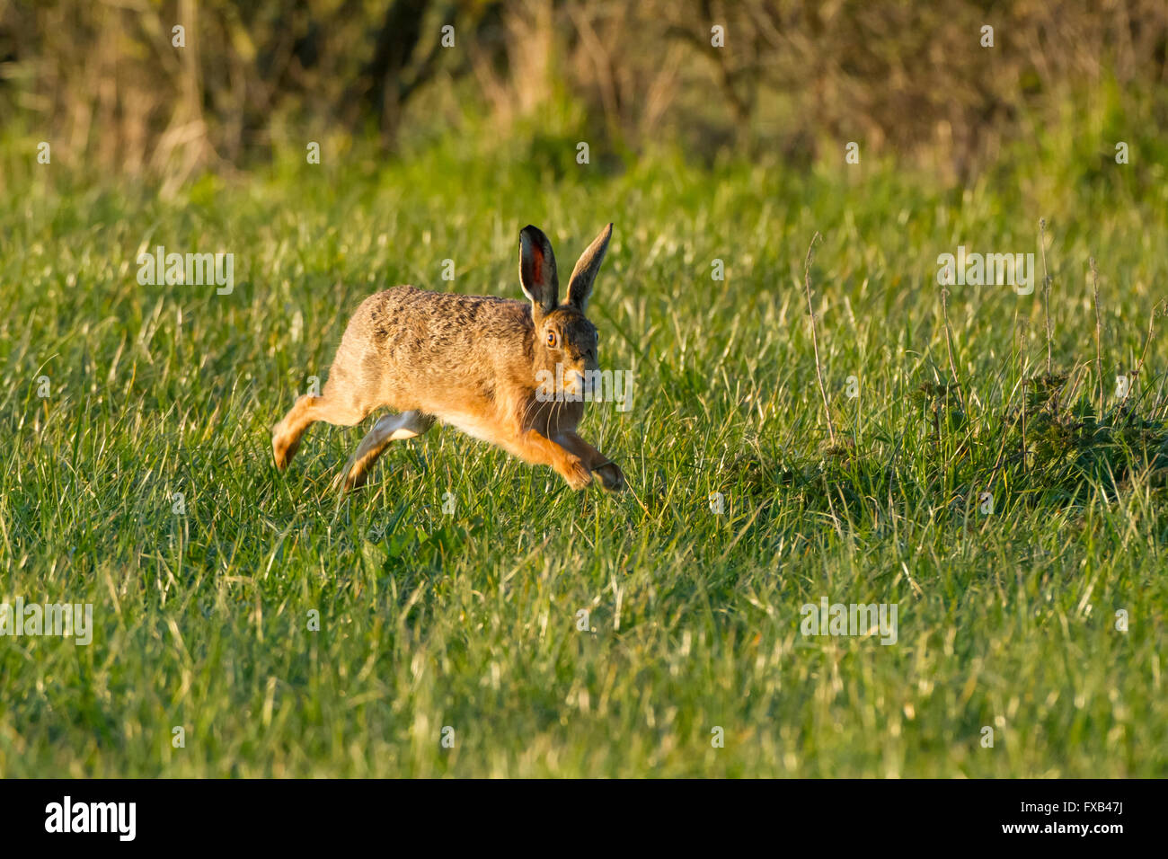 Brown Hare running in field Stock Photo - Alamy