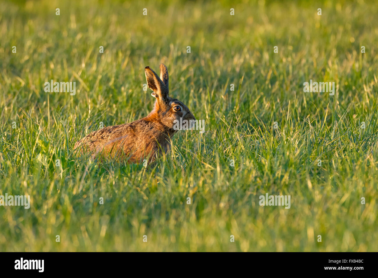 Brown Hare sitting in grass Stock Photo - Alamy
