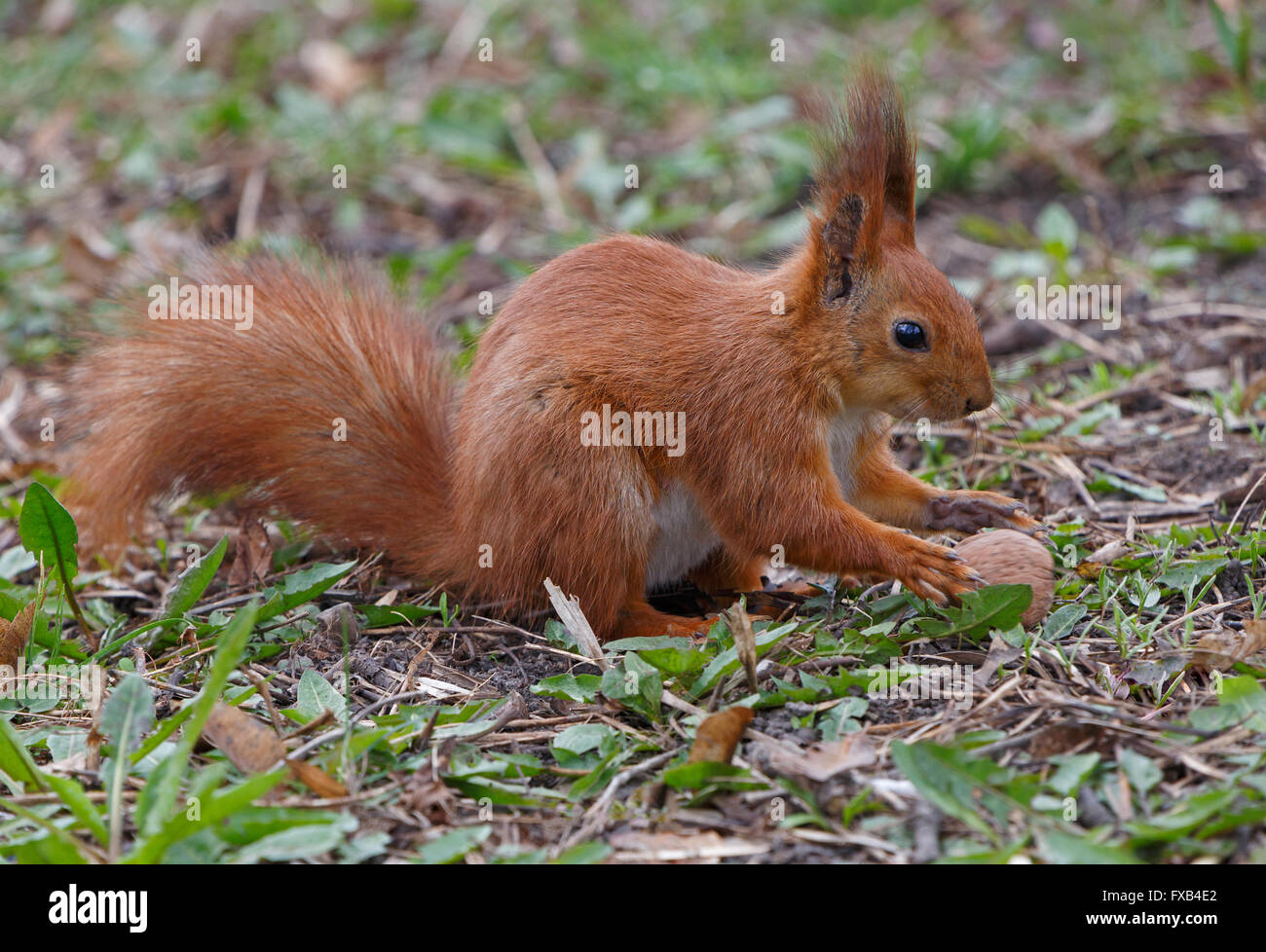 squirrel taking walnut from ground Stock Photo - Alamy