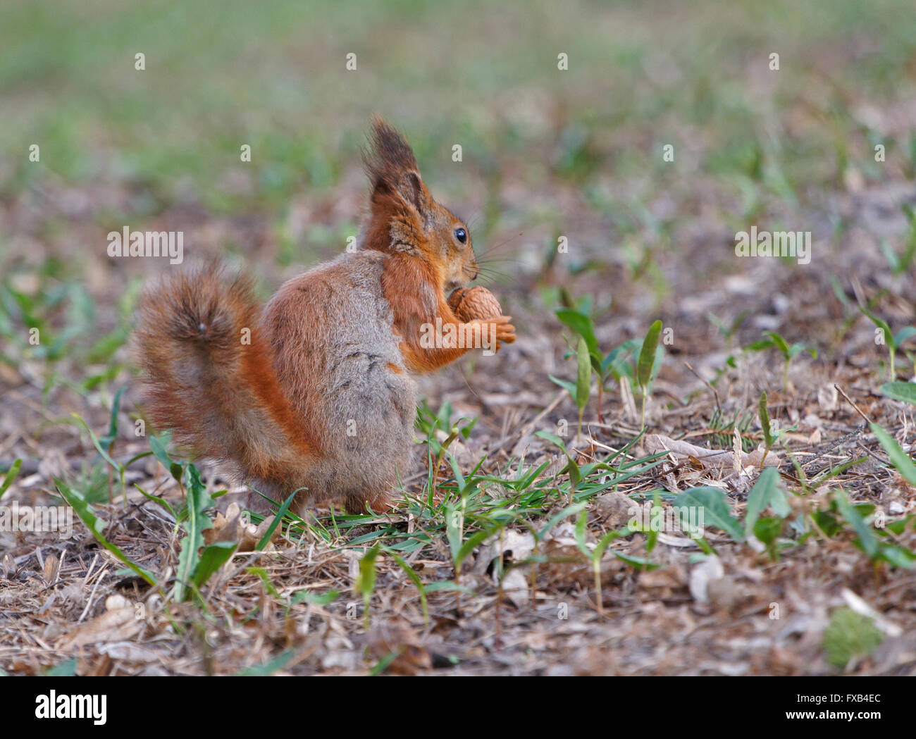Walnut eating hi-res stock photography and images - Alamy