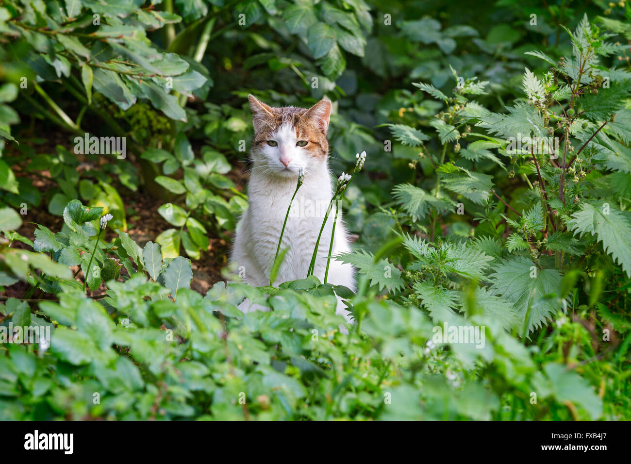 Sad cat, alone in the woods in the middle of grass Stock Photo - Alamy