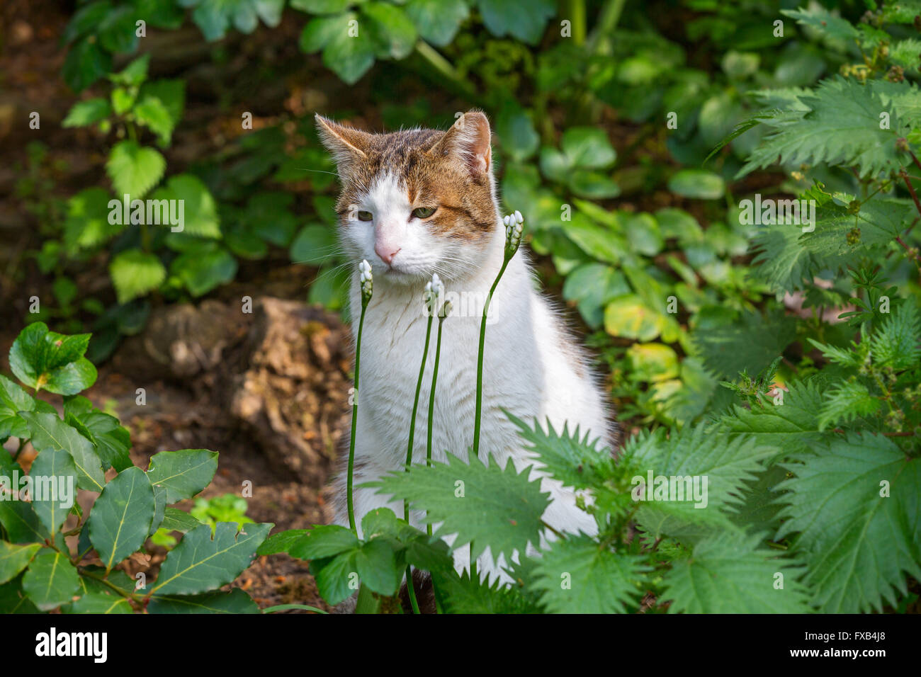 Sad cat, alone in the woods in the middle of grass Stock Photo - Alamy