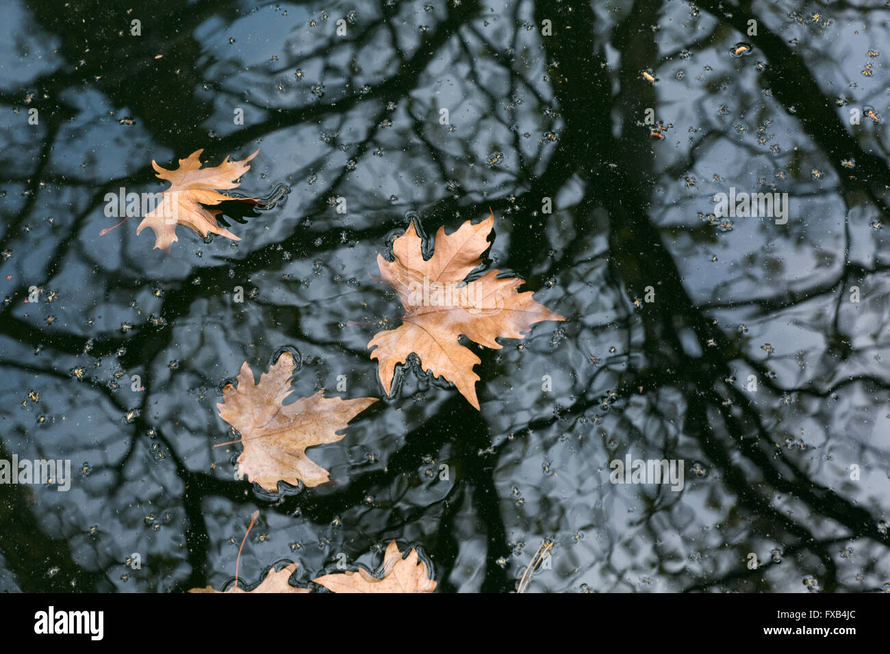 Leaves puddle reflection hi-res stock photography and images - Alamy
