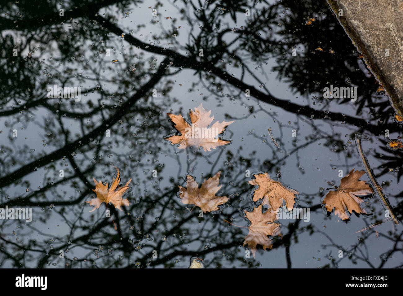 Autumn puddle with dry leaves and a reflection Stock Photo - Alamy