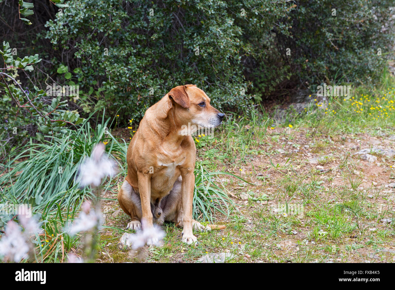 Homeless dog sitting on the lawn near the forest Stock Photo - Alamy