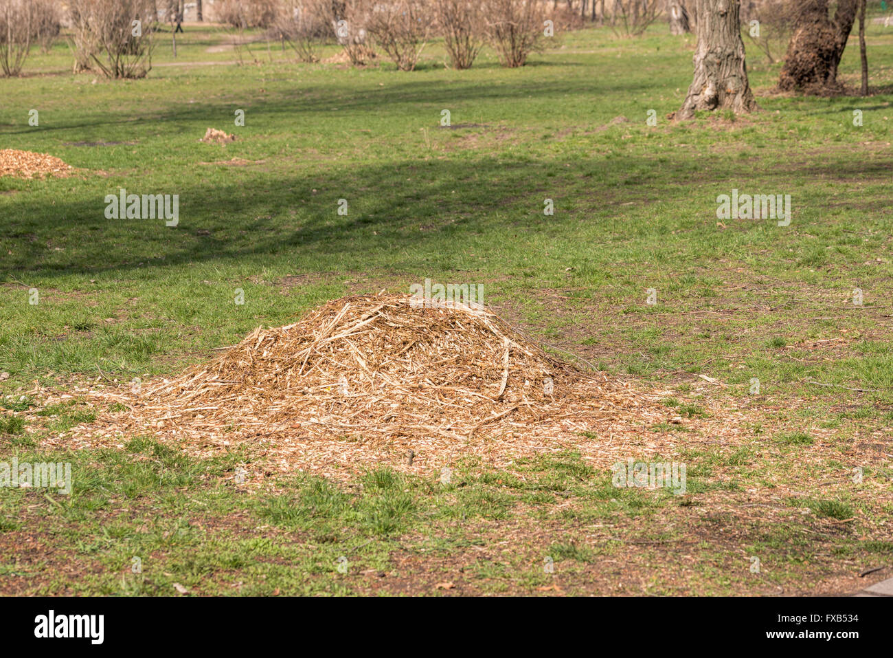 A heap of various crushed tree branches on green grass Stock Photo - Alamy