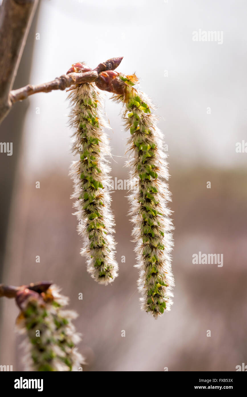 Aspen tree flower hi-res stock photography and images - Alamy