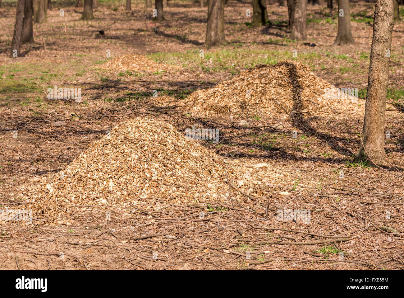 A heap of various crushed branches under the trees in the forest Stock ...