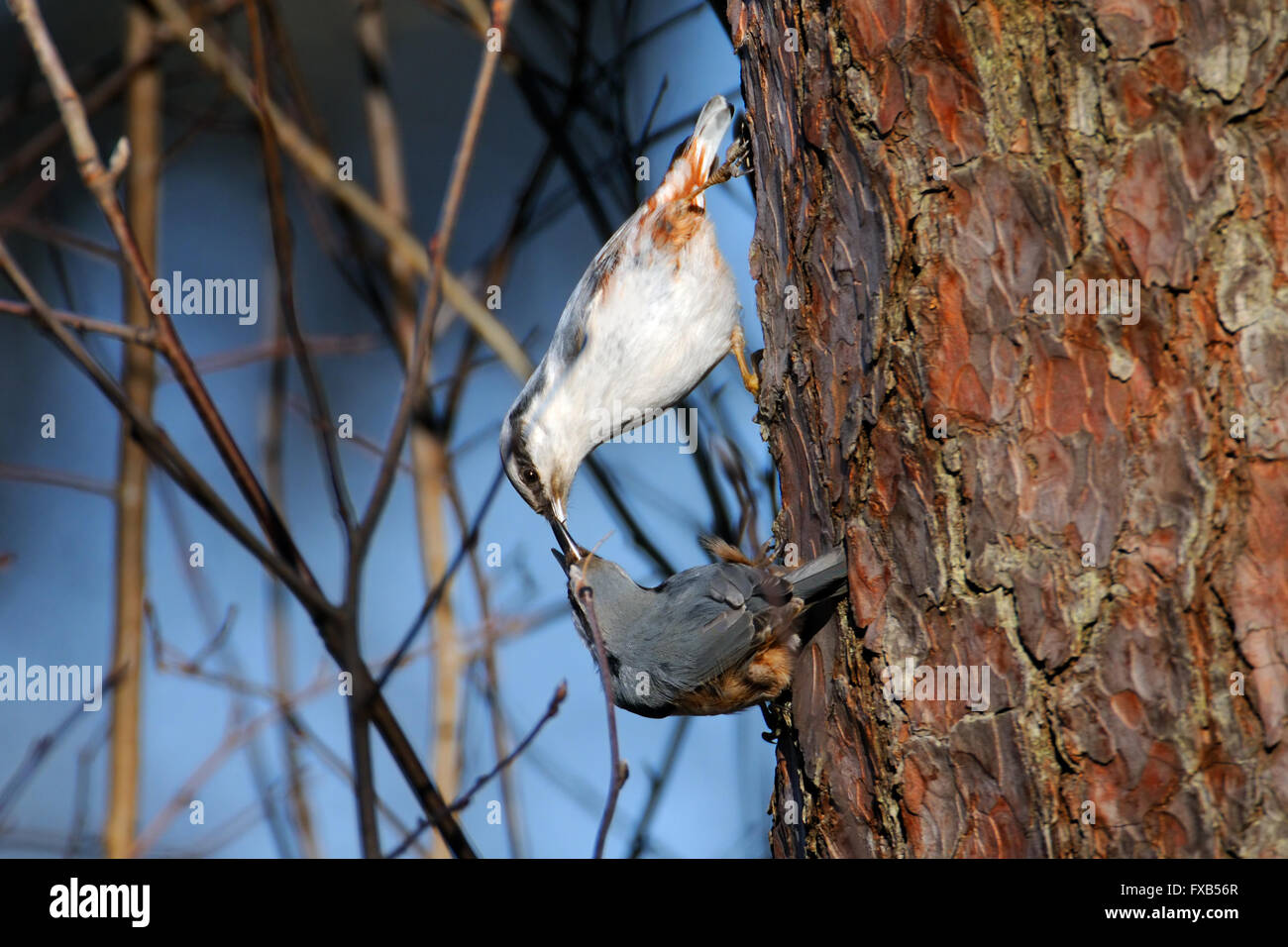 Male Eurasian Nuthatch feeds female in spring Stock Photo - Alamy