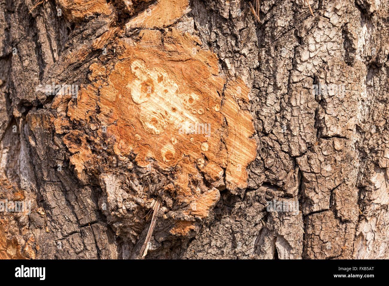 Detail of a branch cut off on a tree trunk Stock Photo - Alamy