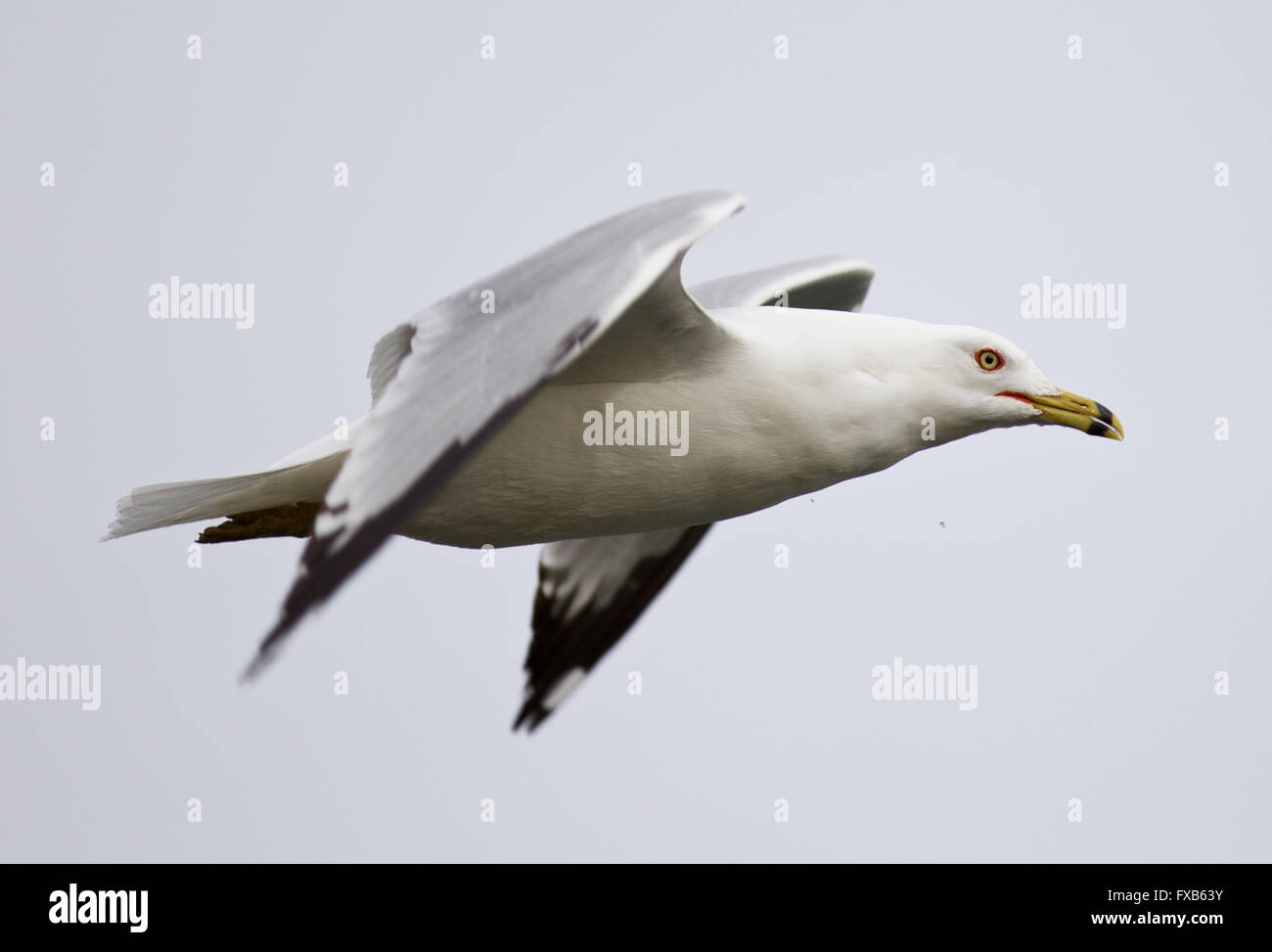 Beautiful isolated photo of the gull in flight in the sky Stock Photo ...