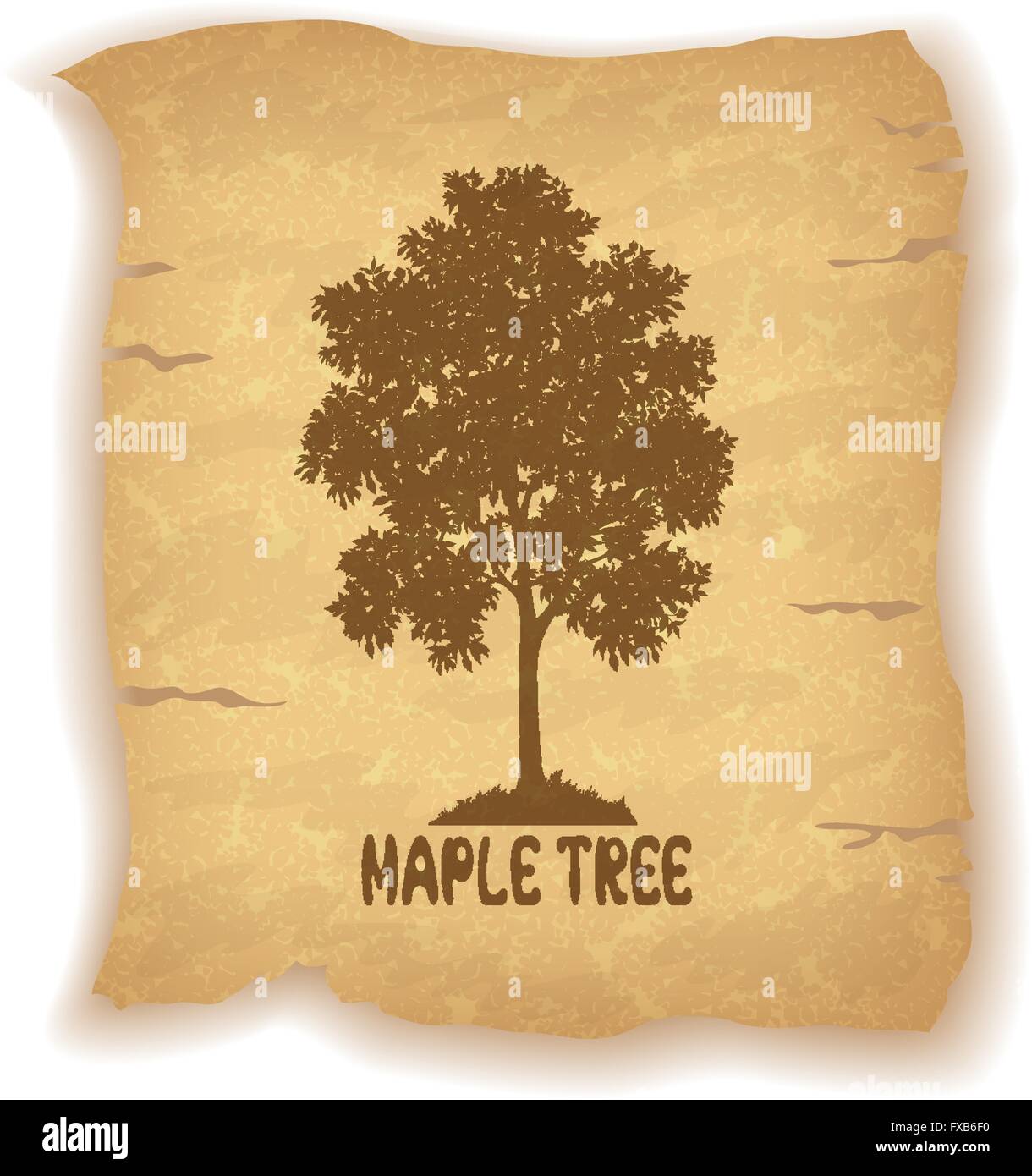 Maple Tree on Old Paper Stock Vector Image & Art - Alamy