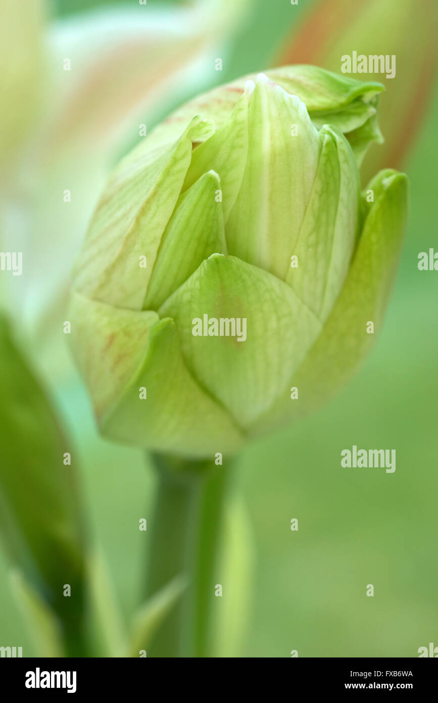 Closeup of amaryllis flower bud Stock Photo - Alamy