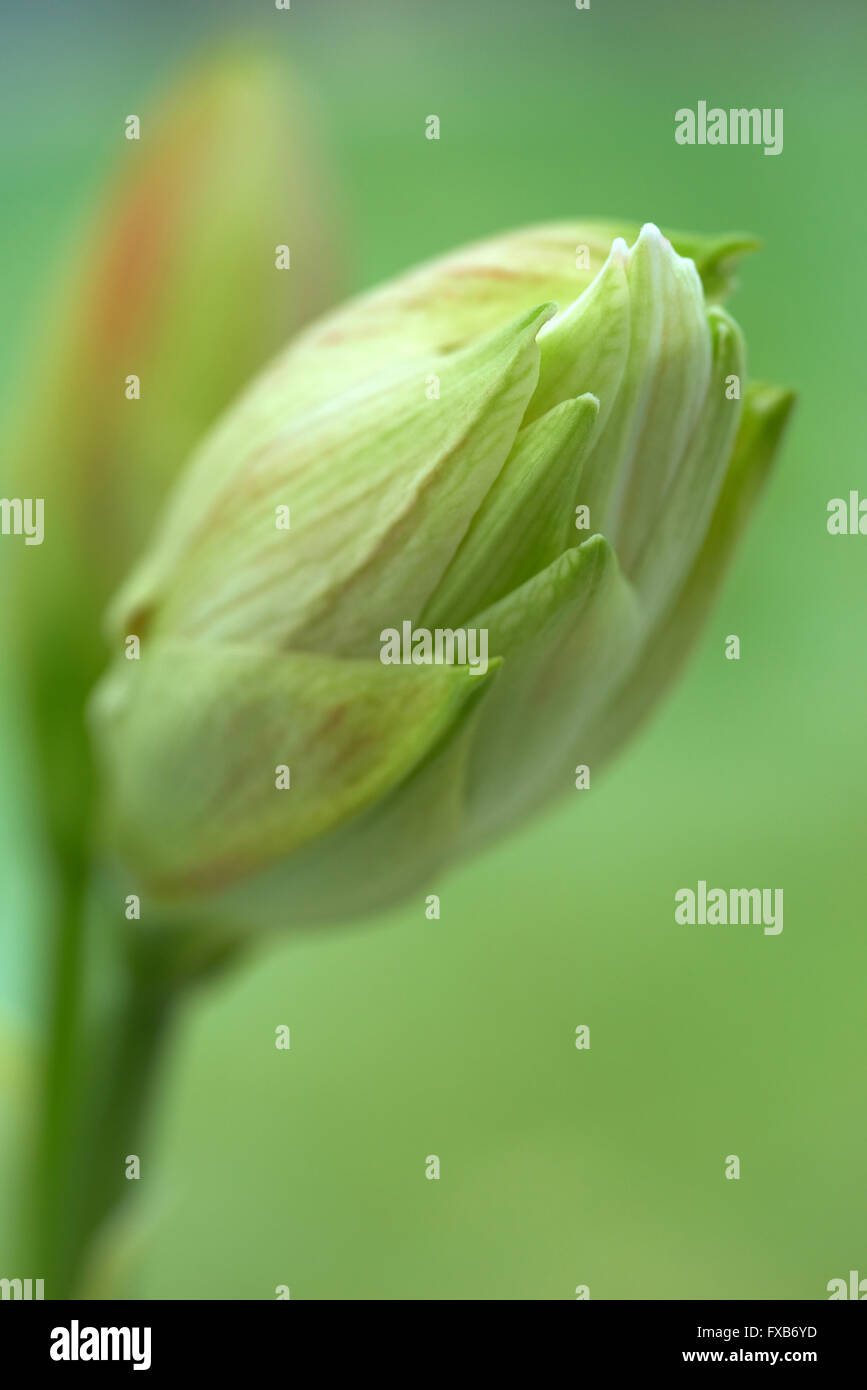 Flower bud opening inside hi-res stock photography and images - Alamy