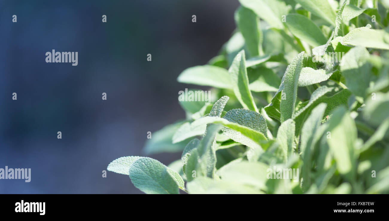 Sage plant in the garden, natural concepts Stock Photo - Alamy