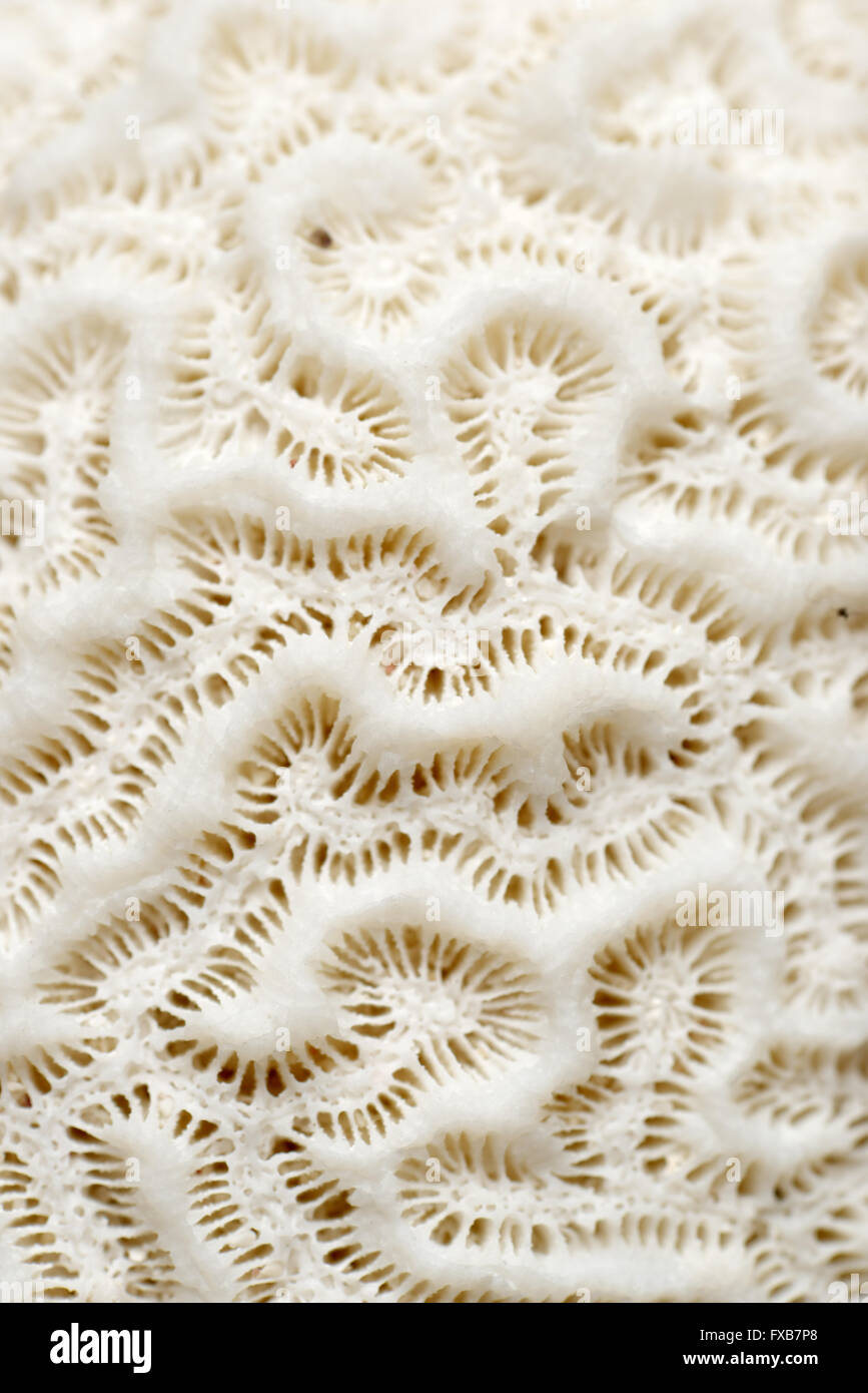 Texture formed by the detail of a white coral Stock Photo - Alamy