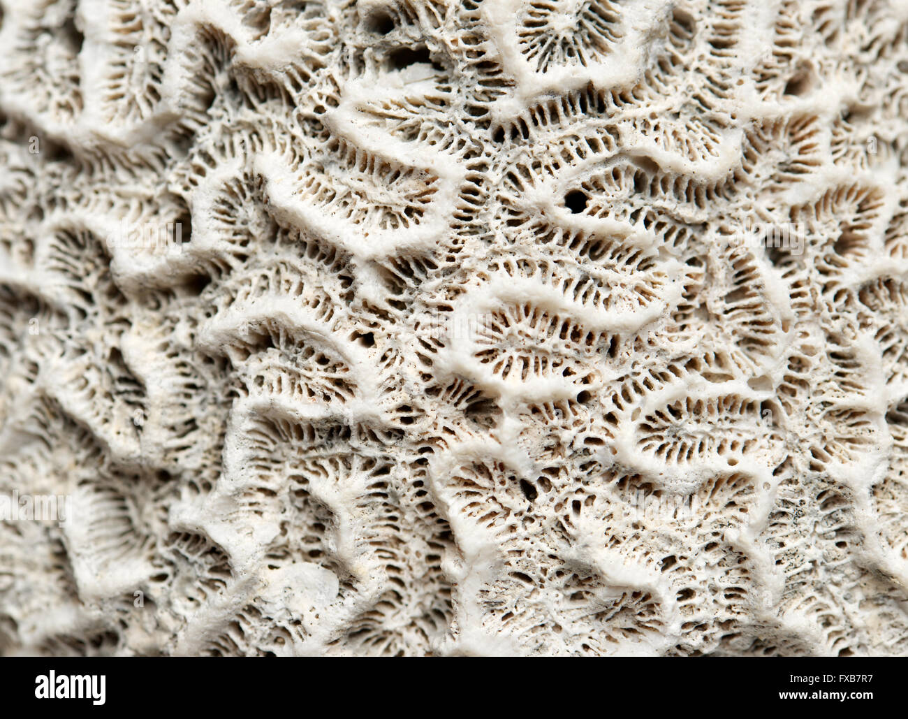 Texture formed by the detail of a coral Stock Photo - Alamy