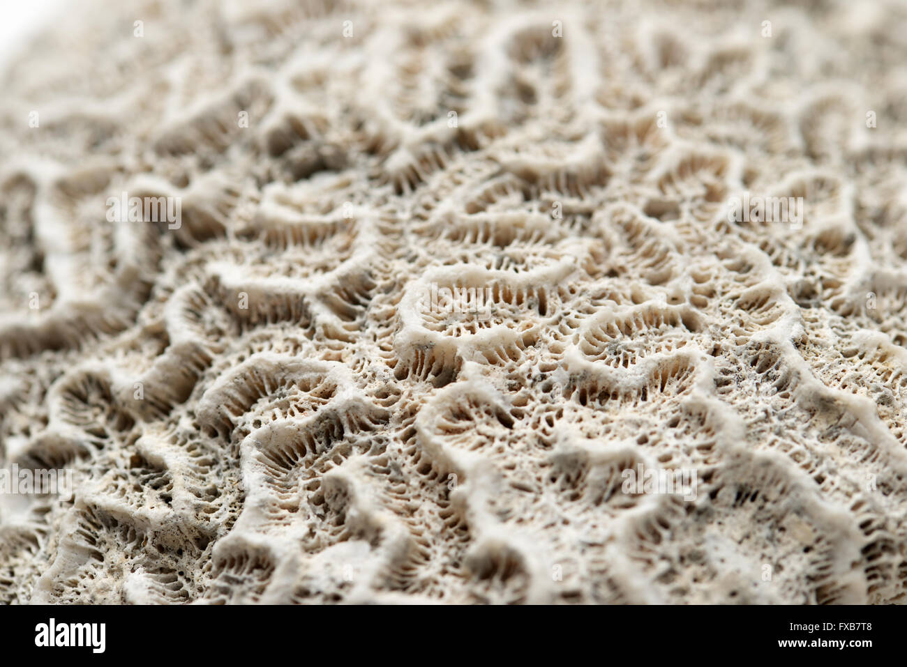 Coral tissue hi-res stock photography and images - Alamy
