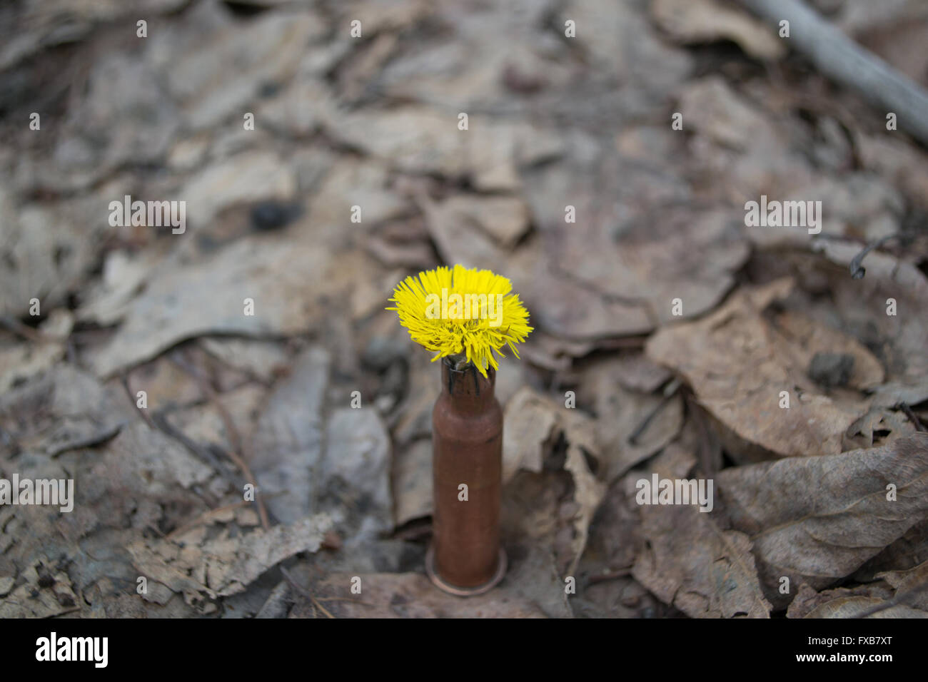 Peace flower gun love hi-res stock photography and images - Alamy