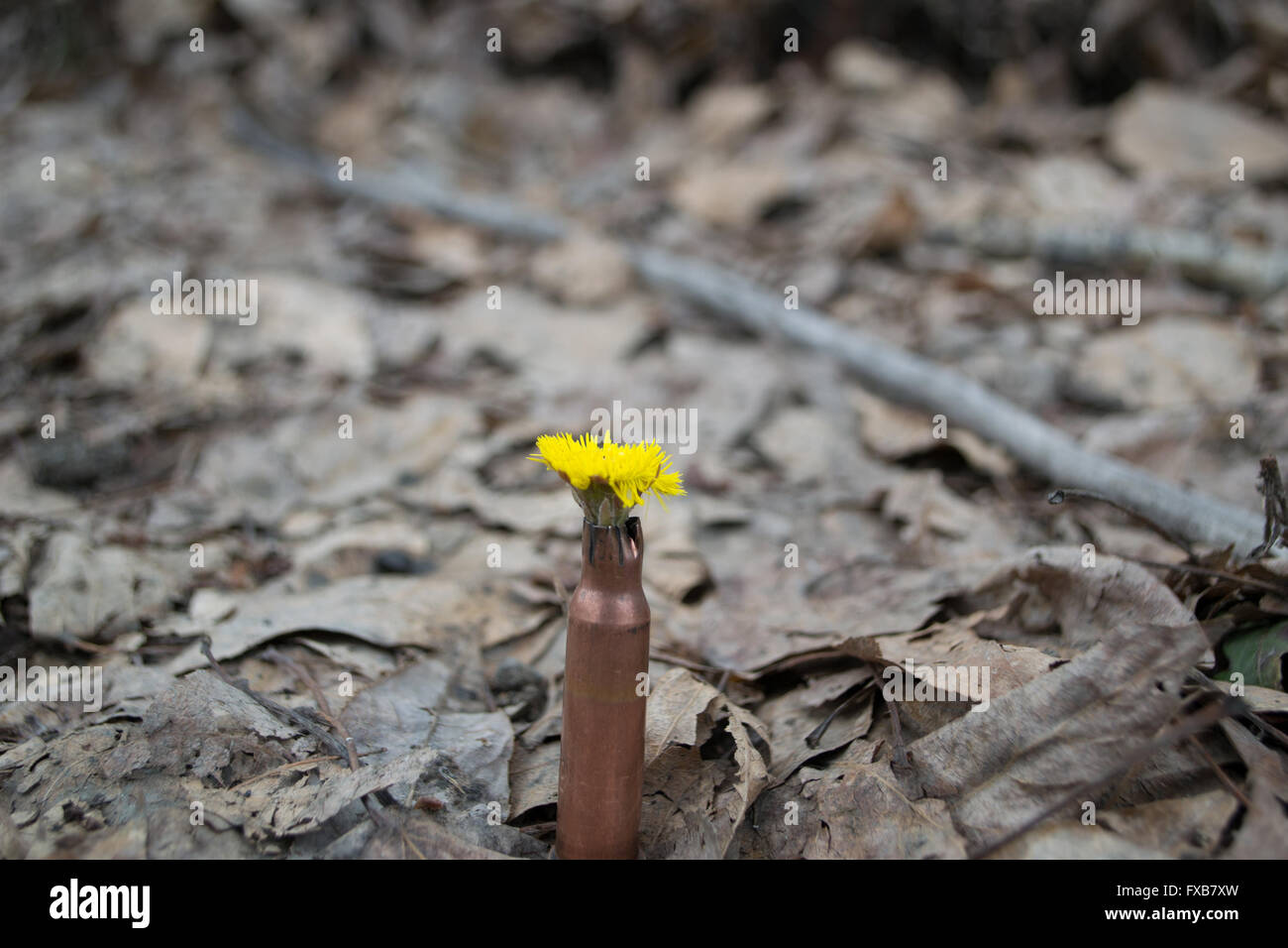 Peace flower gun love hi-res stock photography and images - Alamy